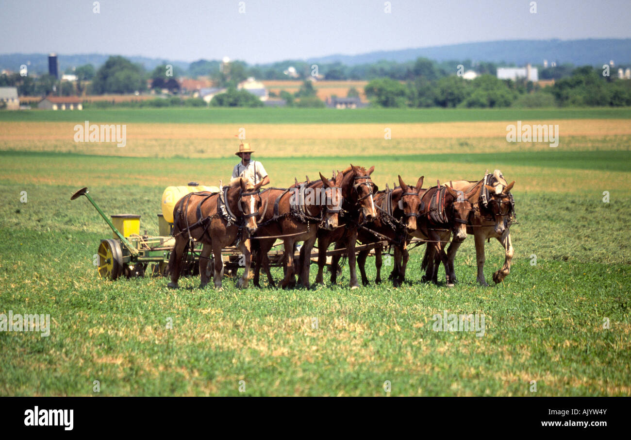 Amish Farmers Farm People High Resolution Stock Photography and Images ...