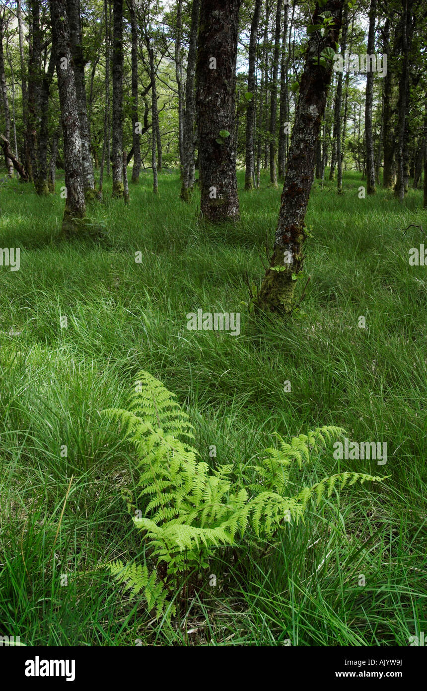 Grove of Alder trees Scotland Stock Photo - Alamy