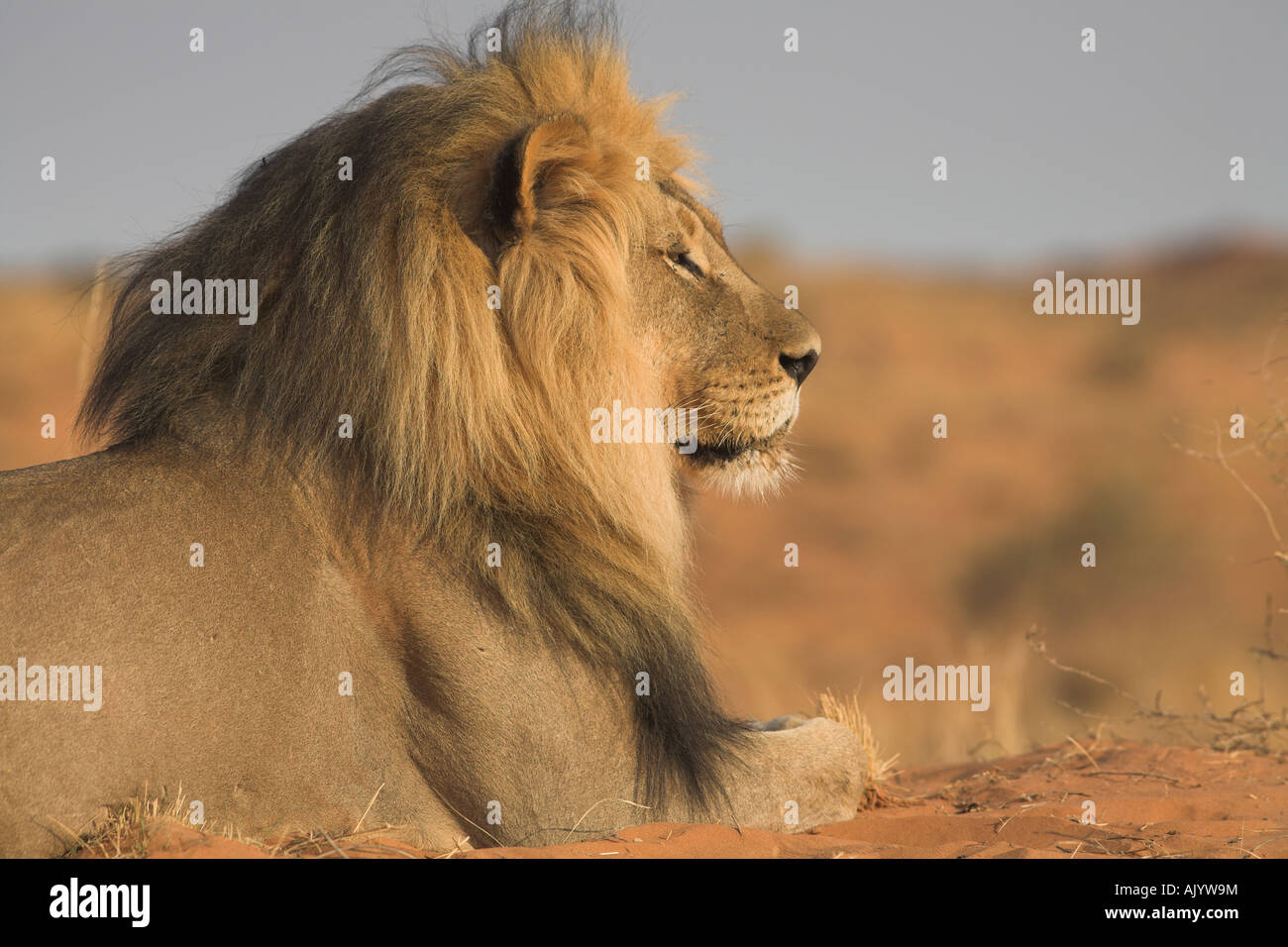 AFRICAN LION panthera leo Stock Photo - Alamy