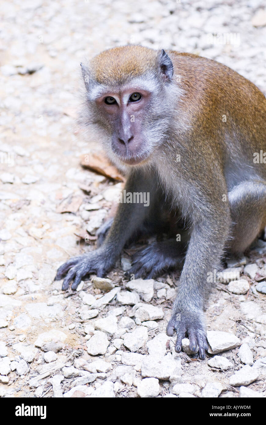 Asian macaque hi-res stock photography and images - Alamy
