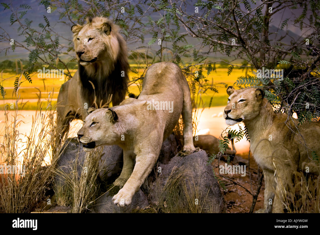 Taxidermy lion hi-res stock photography and images - Alamy