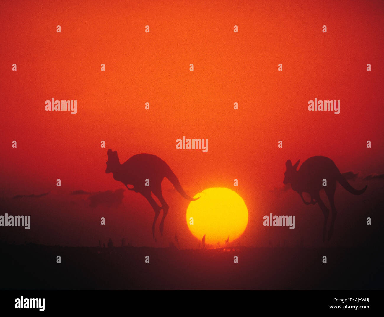 Sunset with kangaroos hi-res stock photography and images - Alamy