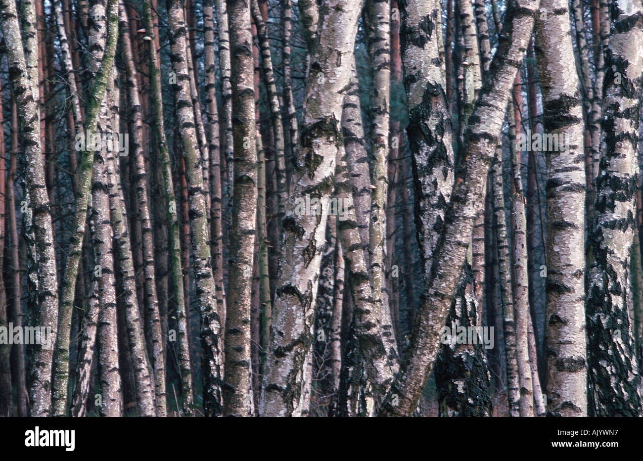 Birch forest / Birkenwald Stock Photo - Alamy