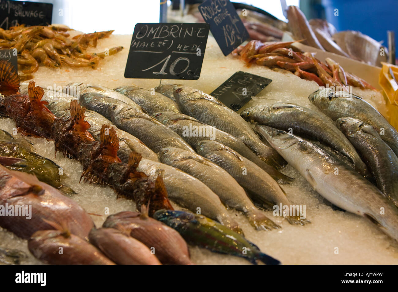 Umbrina cirrhosa hi-res stock photography and images - Alamy