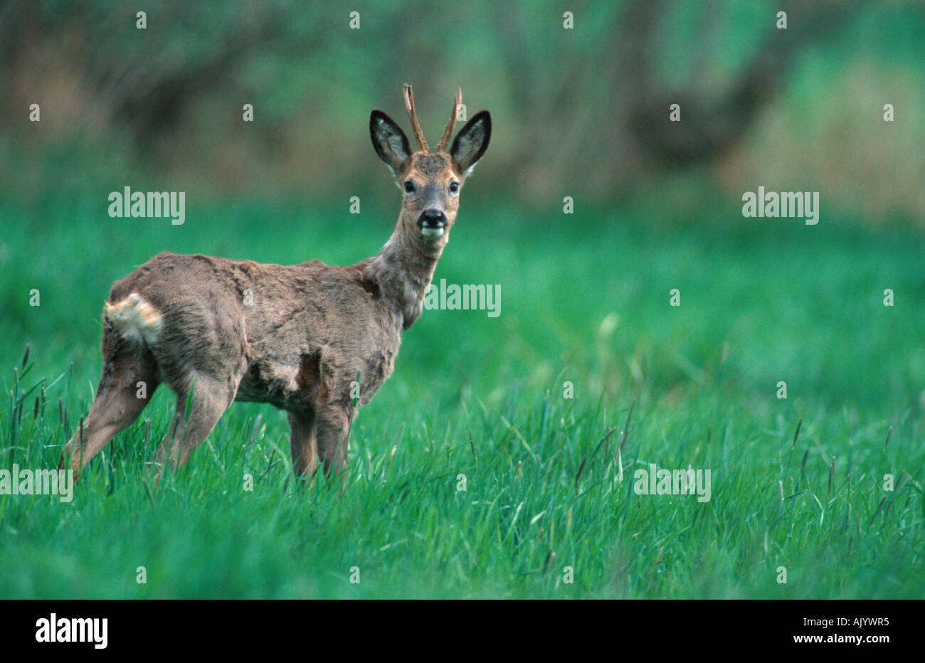 Reh eye hi-res stock photography and images - Alamy