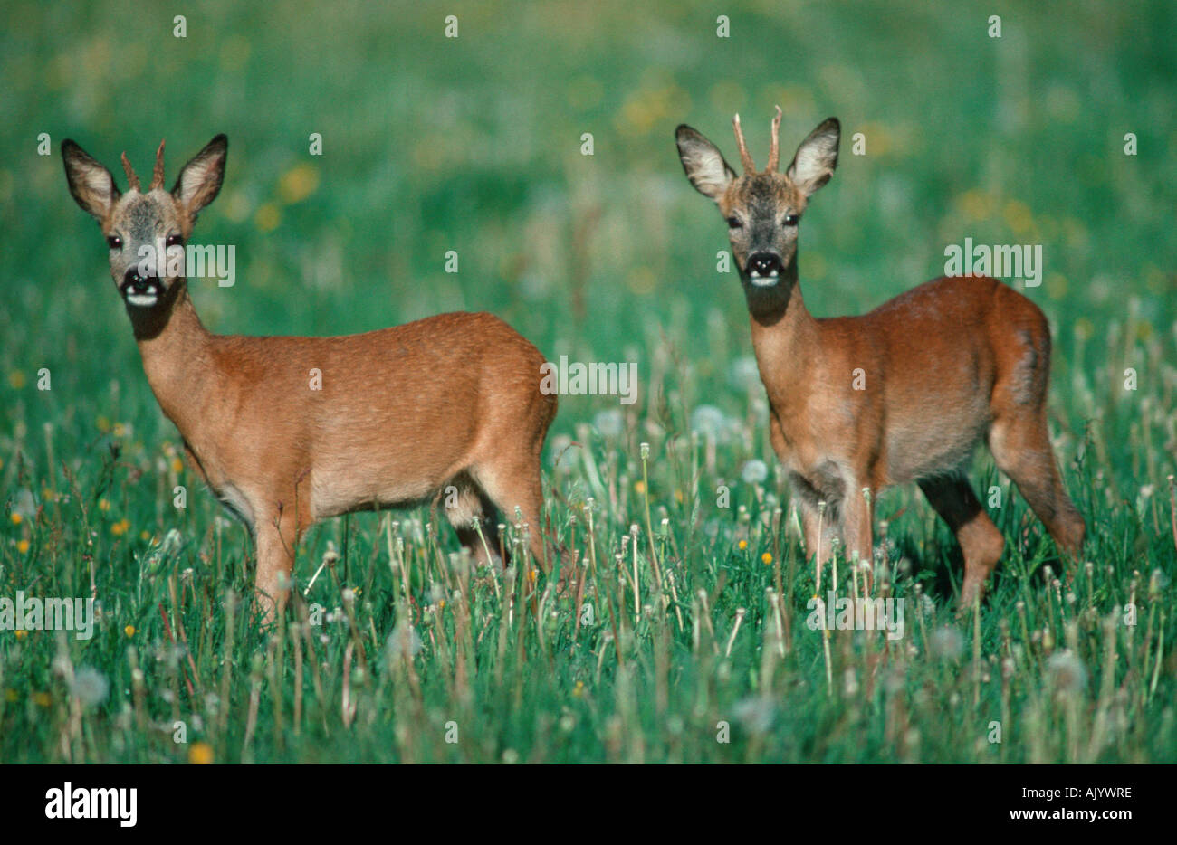 Roe Deer / Reh Stock Photo - Alamy