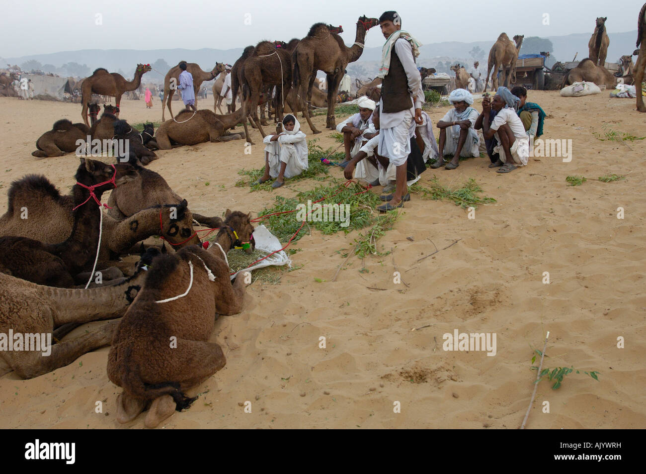 Pushkar camel and livestock fair which takes place in the Hindu month ...