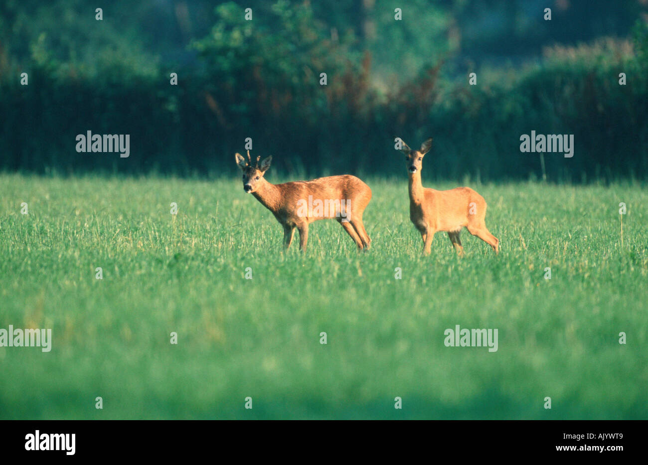 Roe Deer / Reh Stock Photo - Alamy