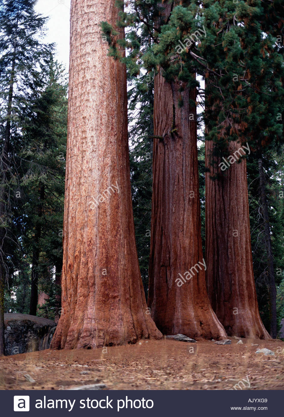 Mammutbaum Stock Photos & Mammutbaum Stock Images - Alamy