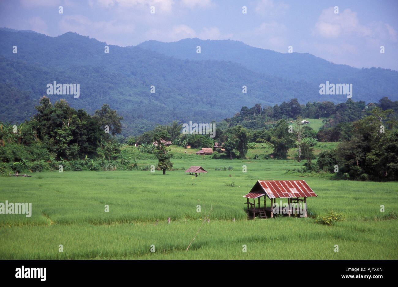 Jungle paddy fields hi-res stock photography and images - Alamy