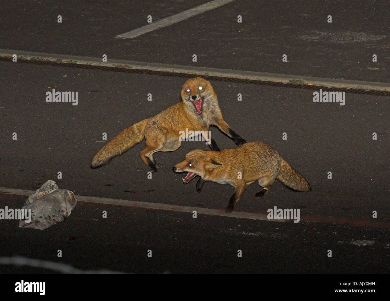 Urban foxes fighting over scraps of food Stock Photo - Alamy
