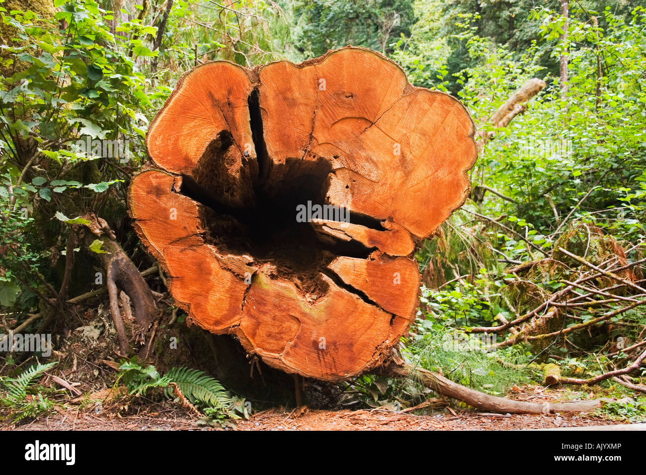 Cut trees in cedar forest hi-res stock photography and images - Alamy