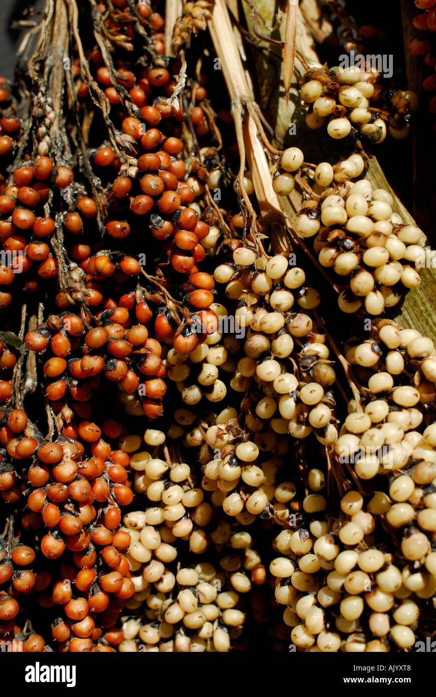 red sorghum and white sorghum grain drying in the sun Stock Photo - Alamy