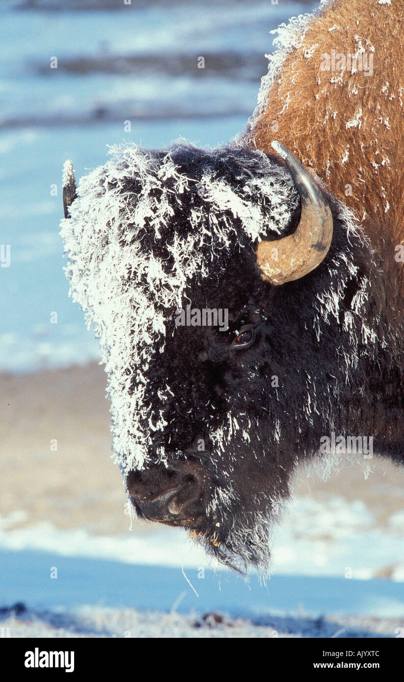American Bison / Bison Stock Photo - Alamy
