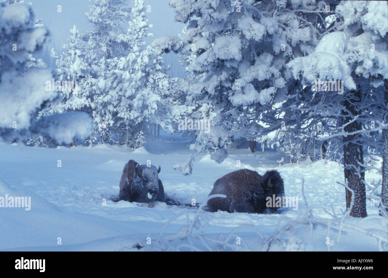 Two american bison yellowstone winter hi-res stock photography and ...