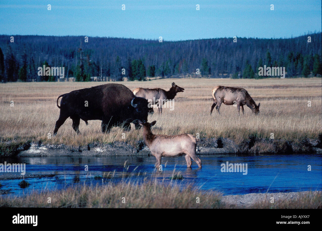 American Bison and Elk / Bison und Wapiti / Wapiti-Hirsch Stock Photo ...