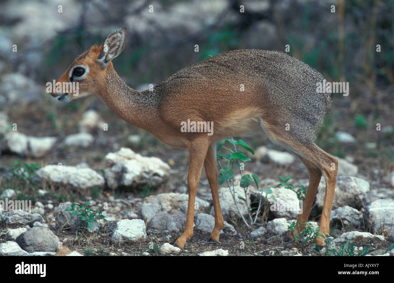 Kirk's Dik-dik / Kirk-Dikdik Stock Photo - Alamy