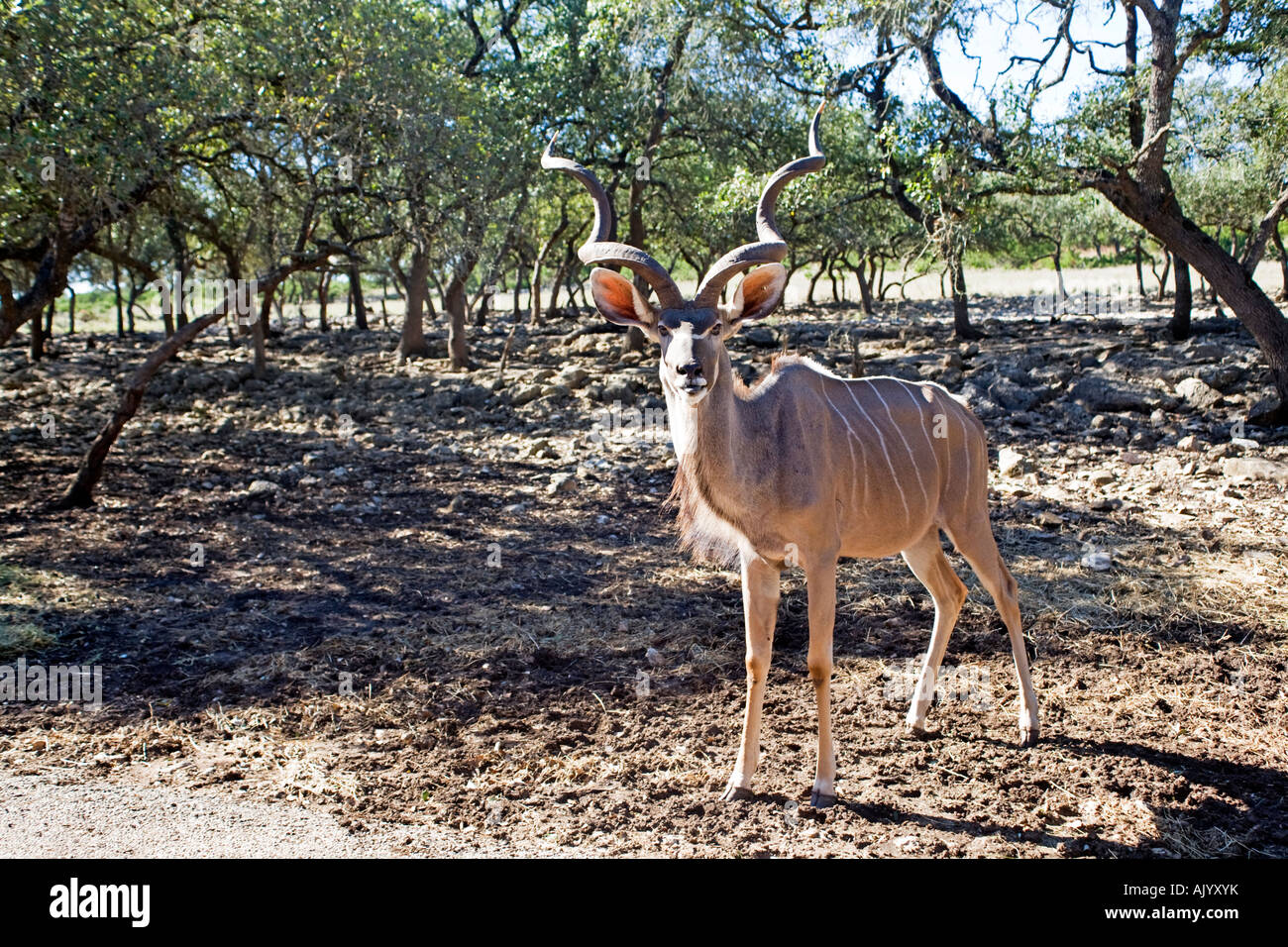 Kudu African antelope standing by trees Stock Photo - Alamy