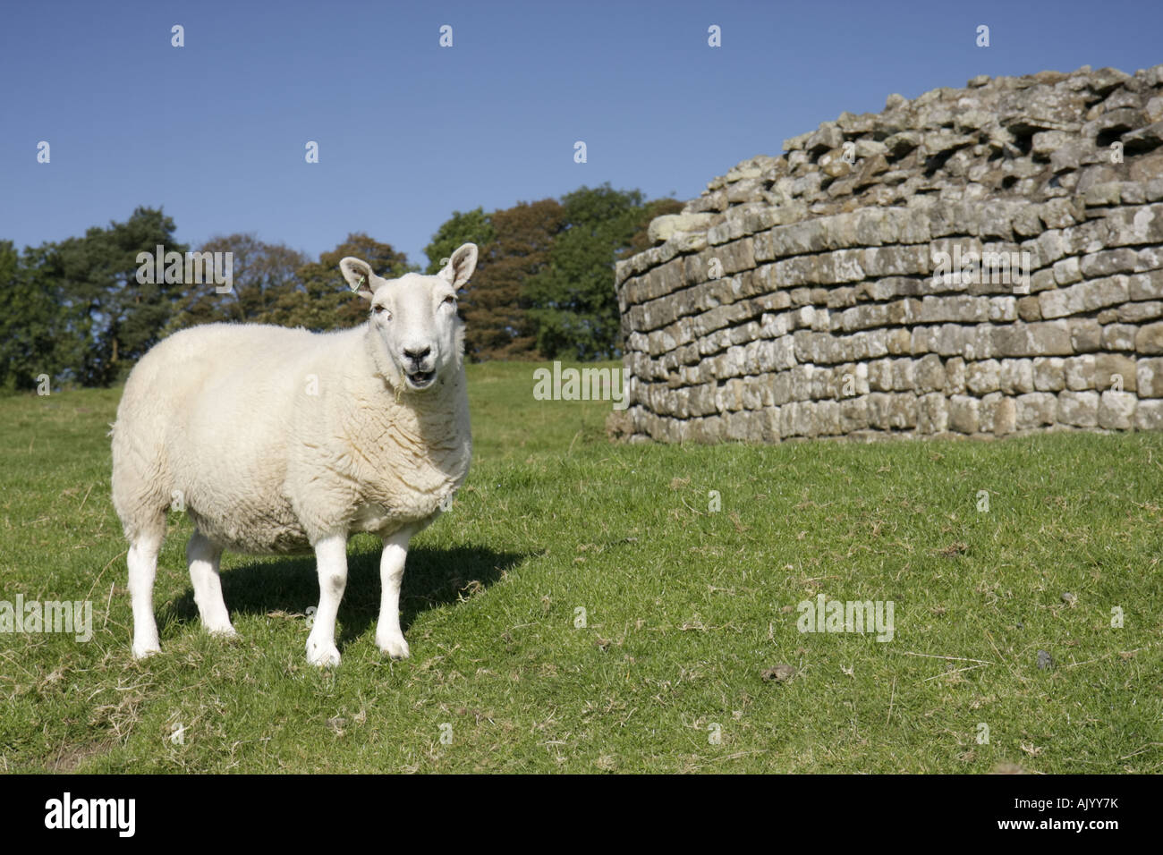 Sheep Roman High Resolution Stock Photography and Images - Alamy