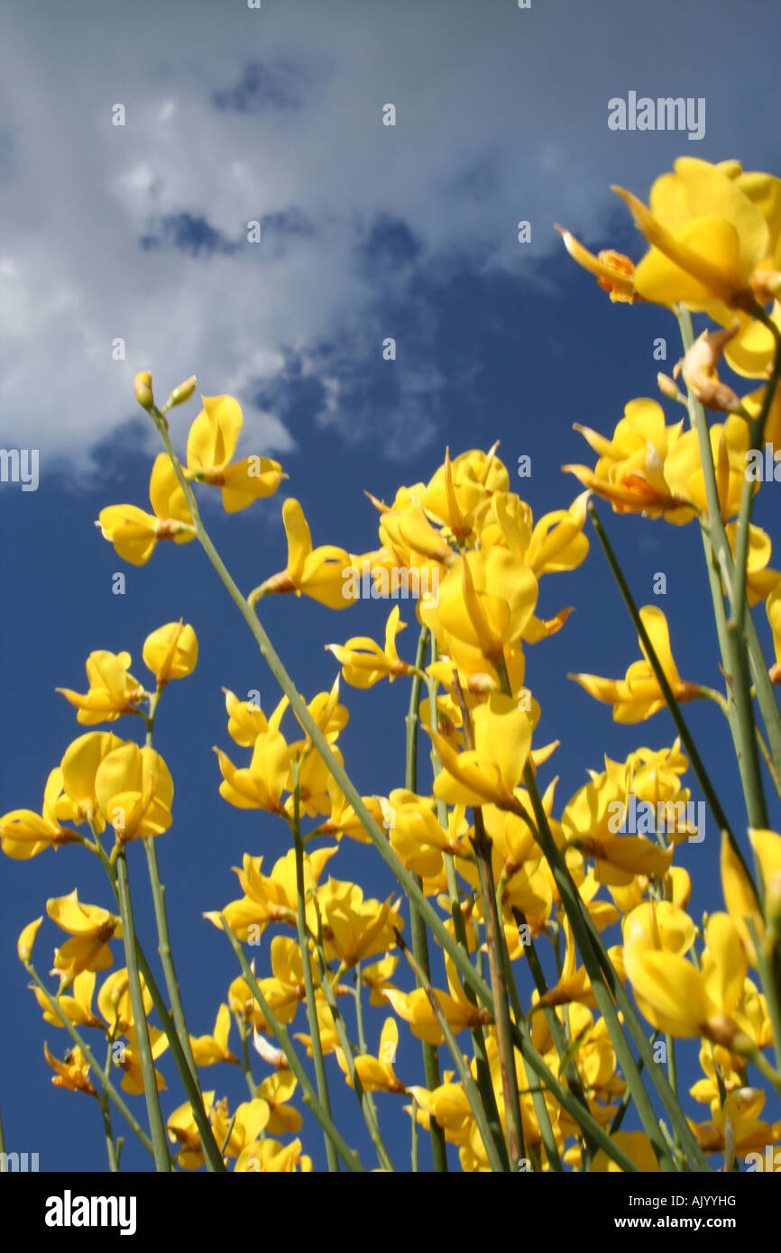 Wild broom flowering near Fiastra, Italy's Sibillini National Park ...