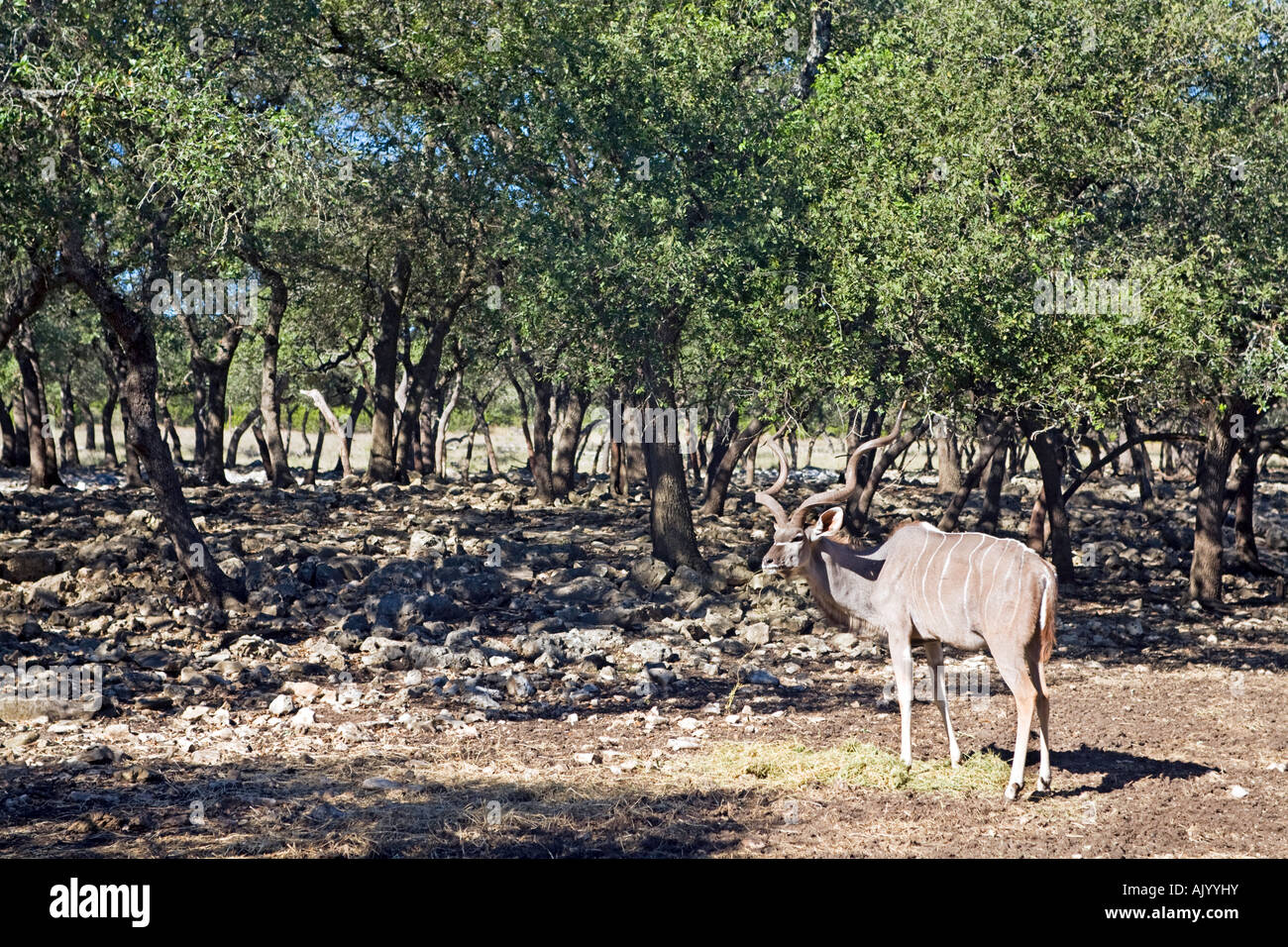 Kudu African antelope near trees Stock Photo - Alamy