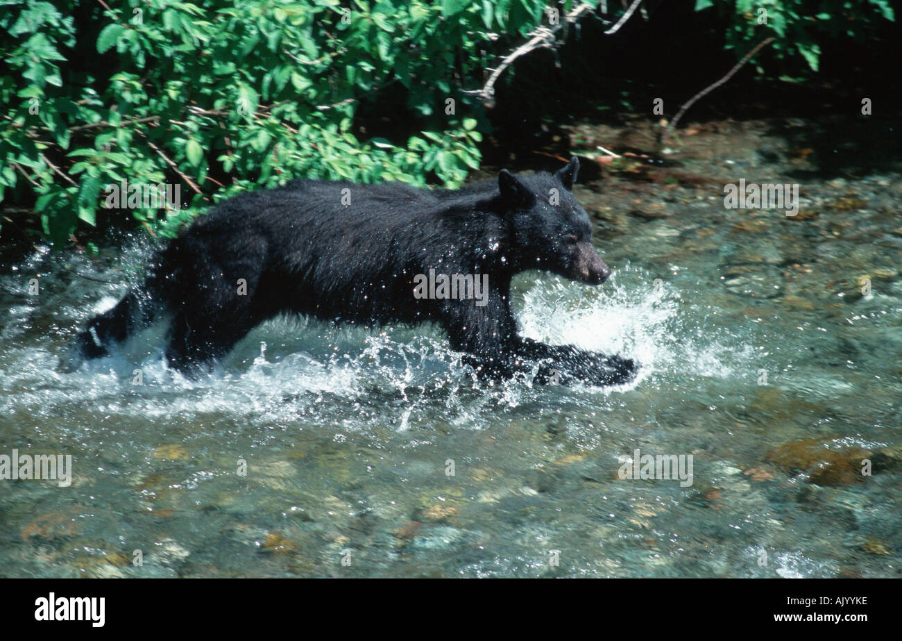 Fish jumping into bear hi-res stock photography and images - Alamy