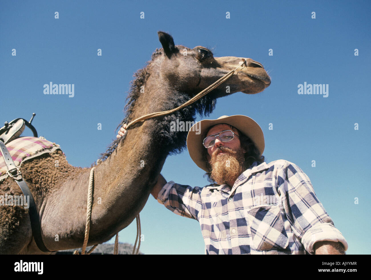 AUSTRALIA QUEENSLAND OUTBACK A camel driver on a remote cattle station ...