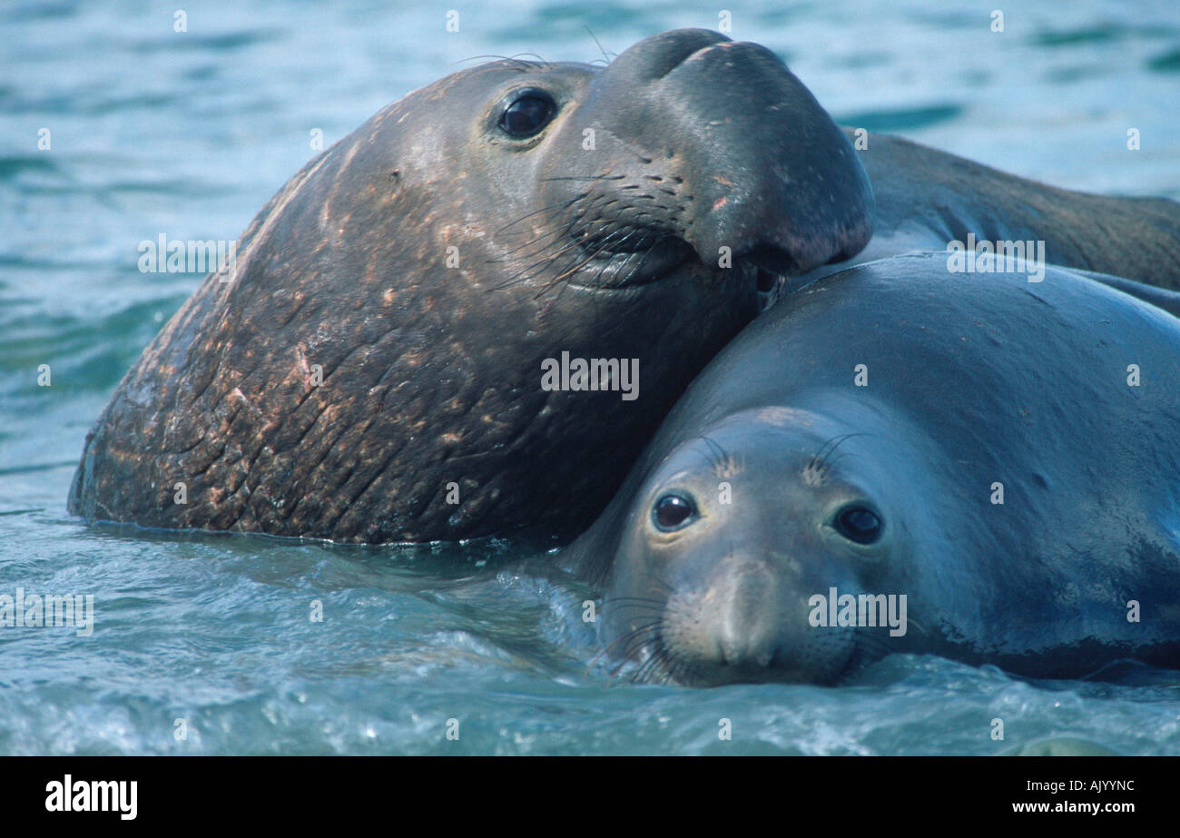 Northern Elephant Seal Stock Photo - Alamy
