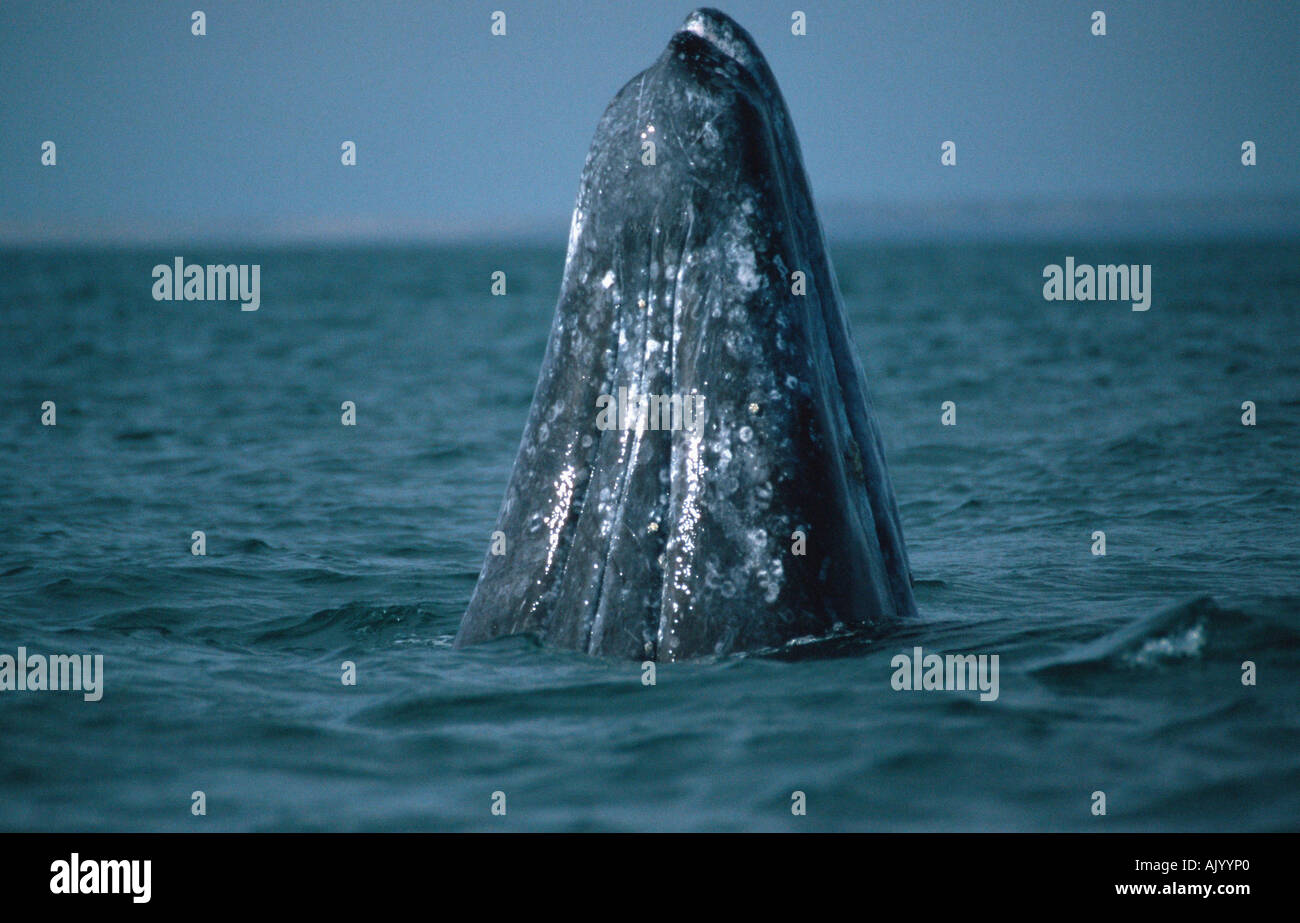 Adult gray whale hi-res stock photography and images - Alamy