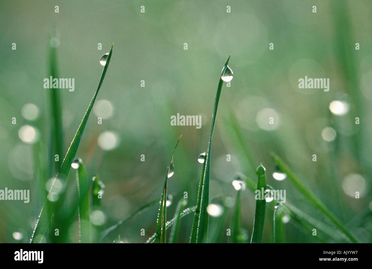 Grass with dew Stock Photo - Alamy