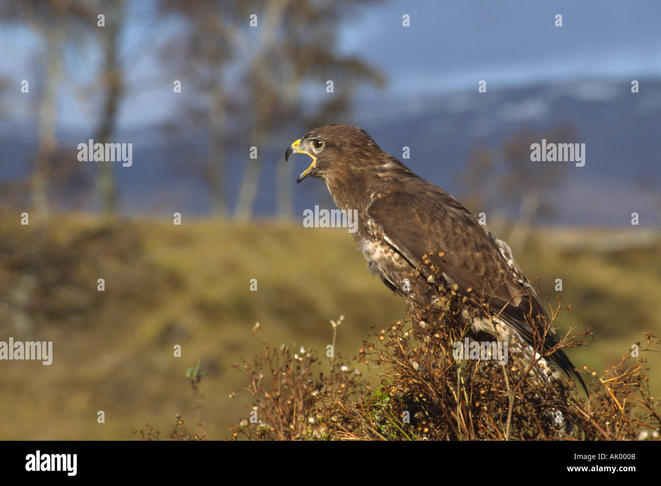 Scottish buzzard hi-res stock photography and images - Alamy