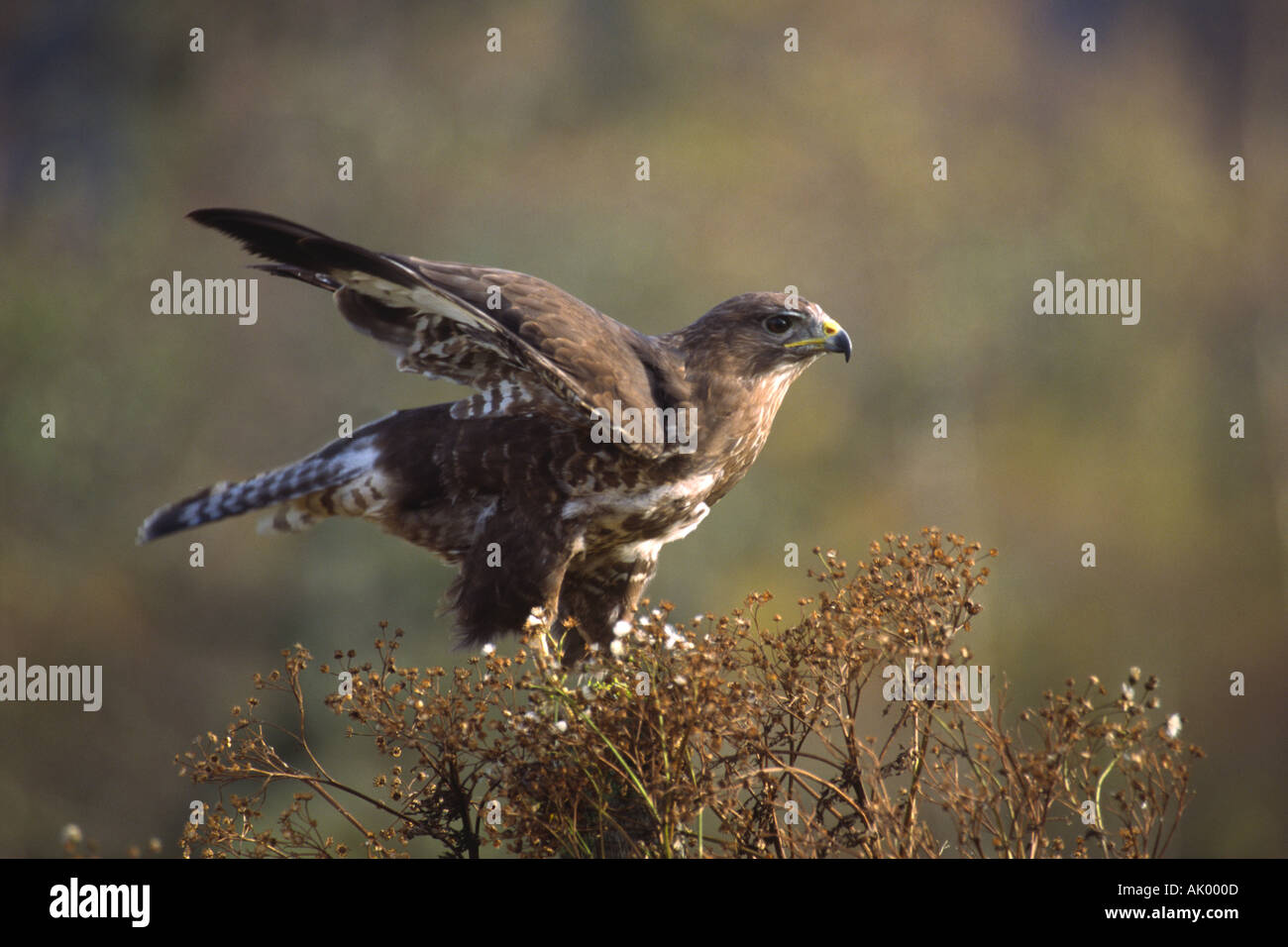 Scottish buzzard hi-res stock photography and images - Alamy
