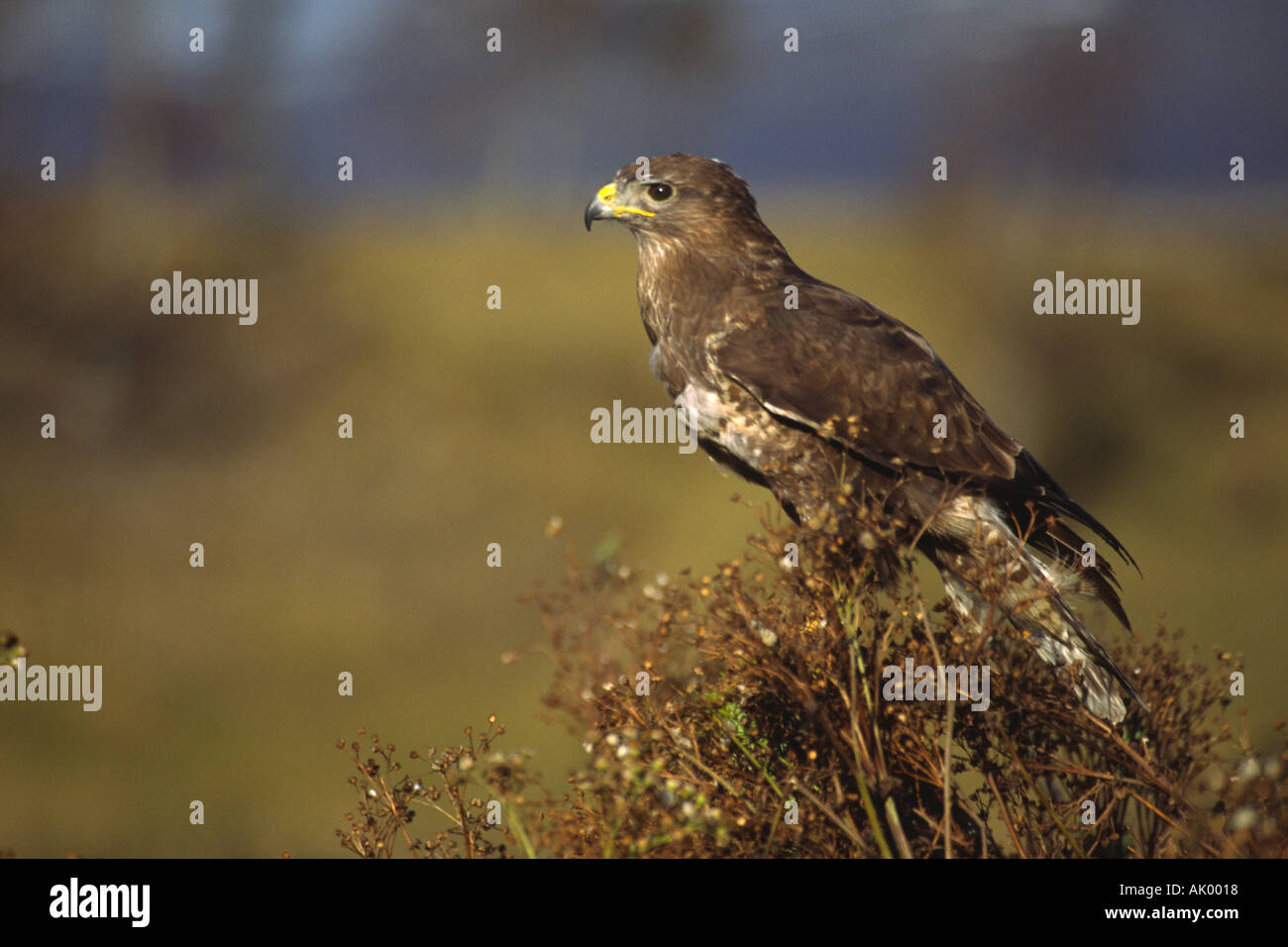 Scottish buzzard hi-res stock photography and images - Alamy