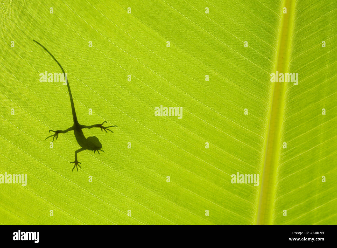 Lizard shadow on banana leaf Stock Photo - Alamy