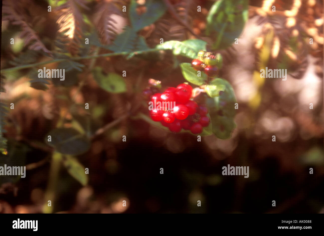 red berries on wild plant Stock Photo - Alamy