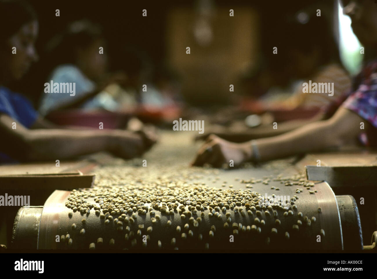 Grading coffee beans on a conveyor belt Stock Photo - Alamy