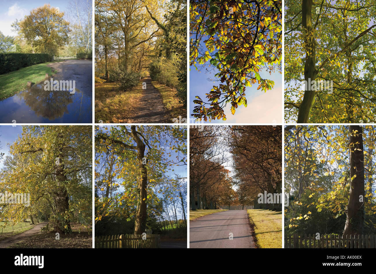 autumn fall season leaf leaves tree trees Stock Photo - Alamy