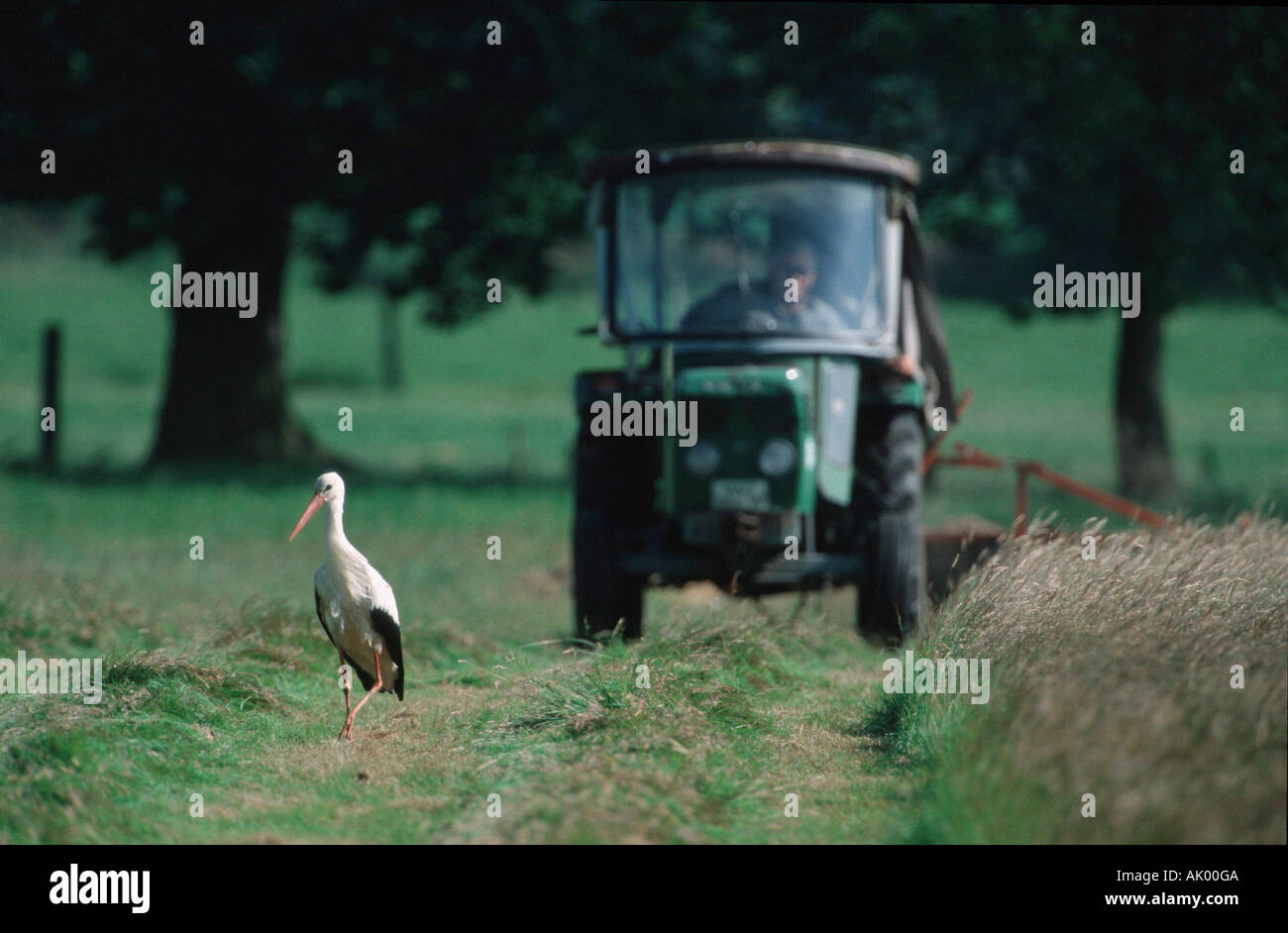 White stork and tractor hi-res stock photography and images - Alamy