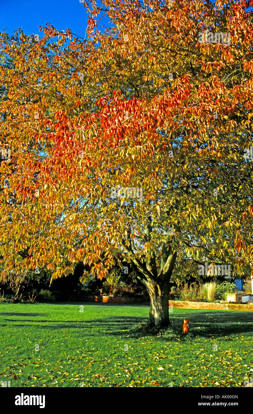 Prunus avium uk autumn hi-res stock photography and images - Alamy