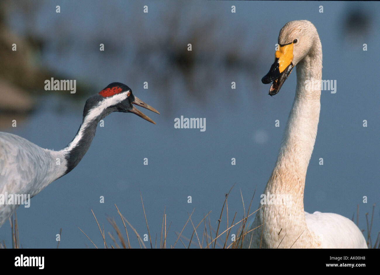 Common Crane and Whooper Swan Stock Photo - Alamy