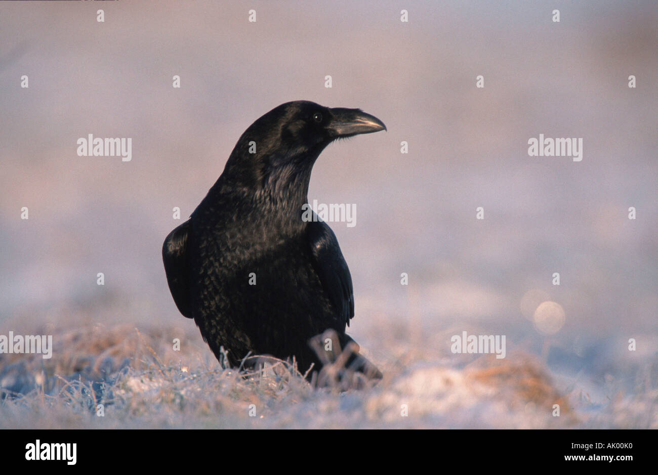 Raven lower saxony hi-res stock photography and images - Alamy