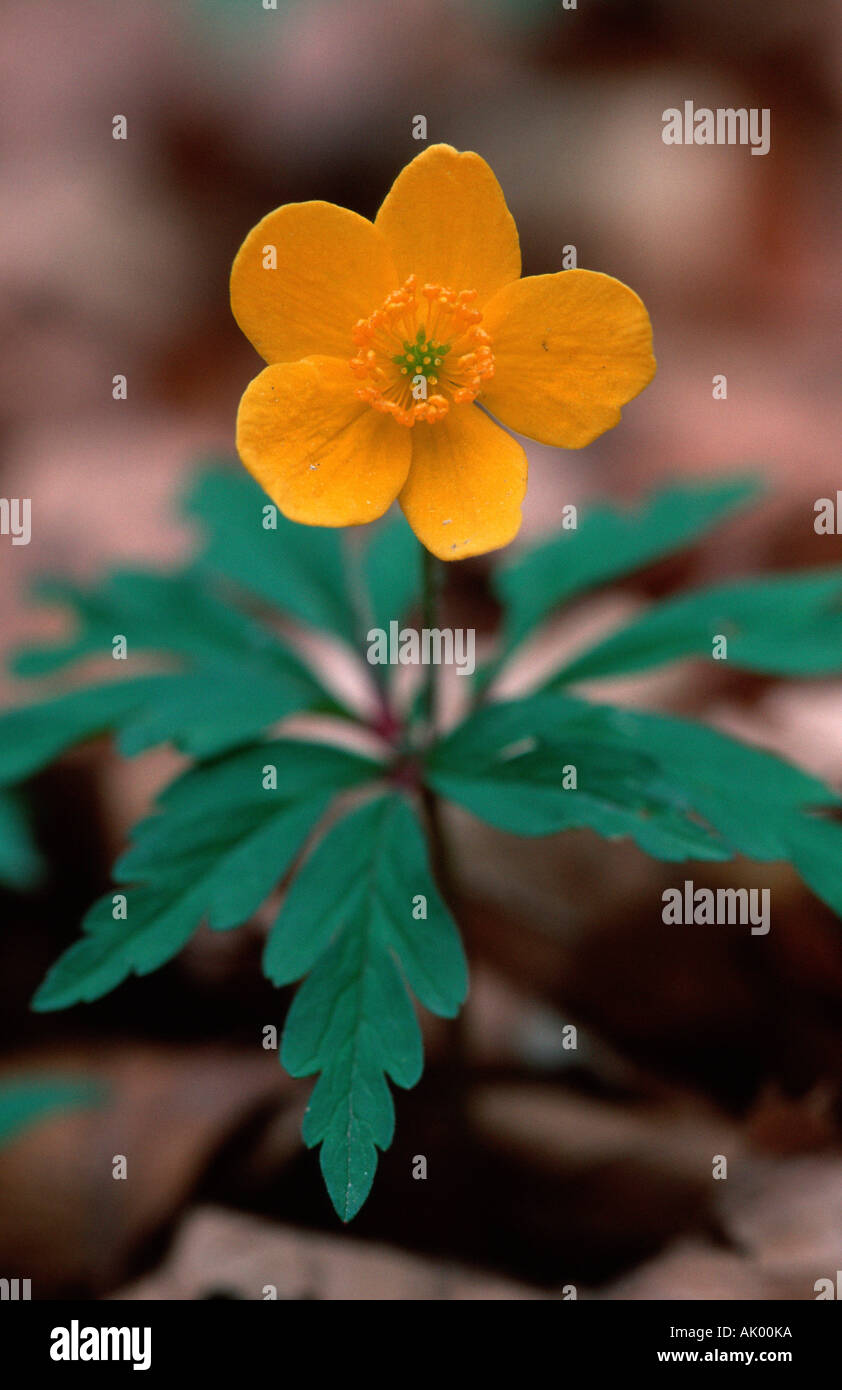 Germany anemone ranunculoides hi-res stock photography and images - Alamy