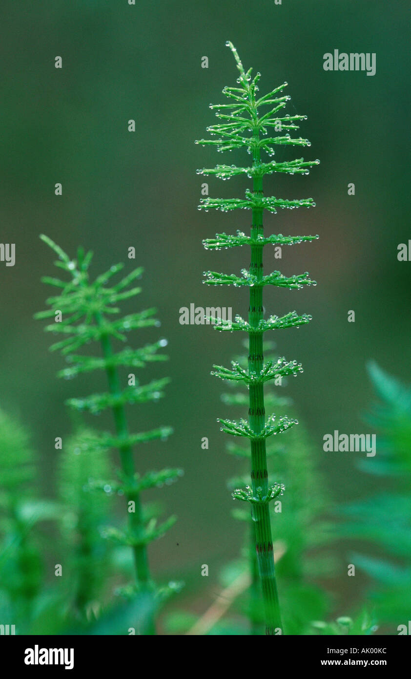 Western horsetail hi-res stock photography and images - Alamy