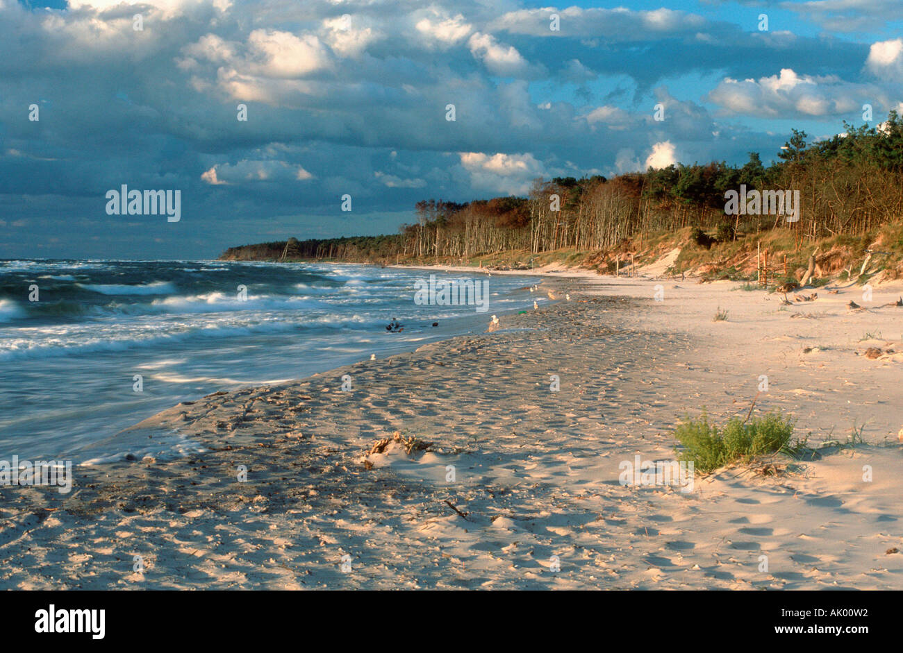 Beach in autumn / Darss Stock Photo - Alamy