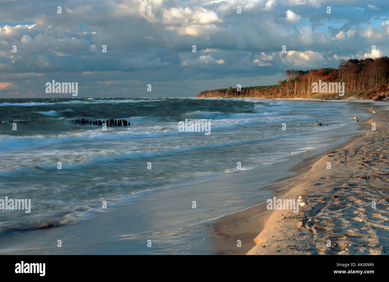 Darss beach autumn hi-res stock photography and images - Alamy