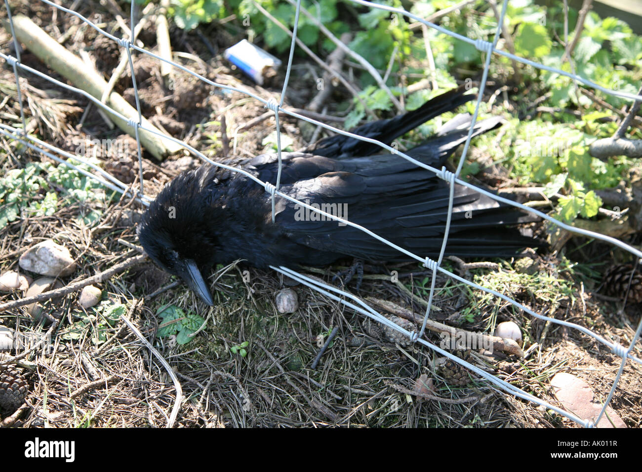 Dead Carrion Crow in a field 001 Stock Photo - Alamy