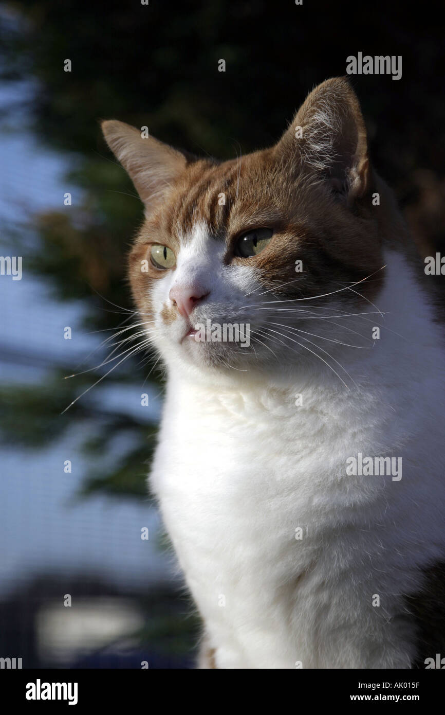 ginger and white tom poses for portrait Stock Photo - Alamy