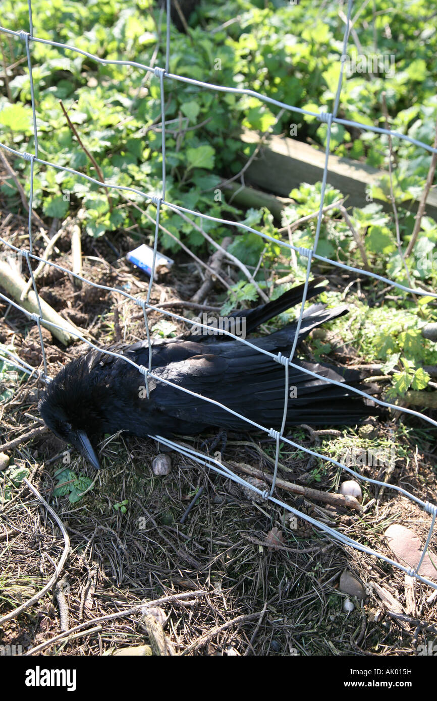 Dead crow fence hi-res stock photography and images - Alamy