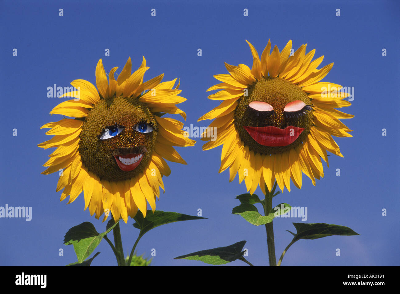 Sunflower Faces Stock Photos & Sunflower Faces Stock Images - Alamy