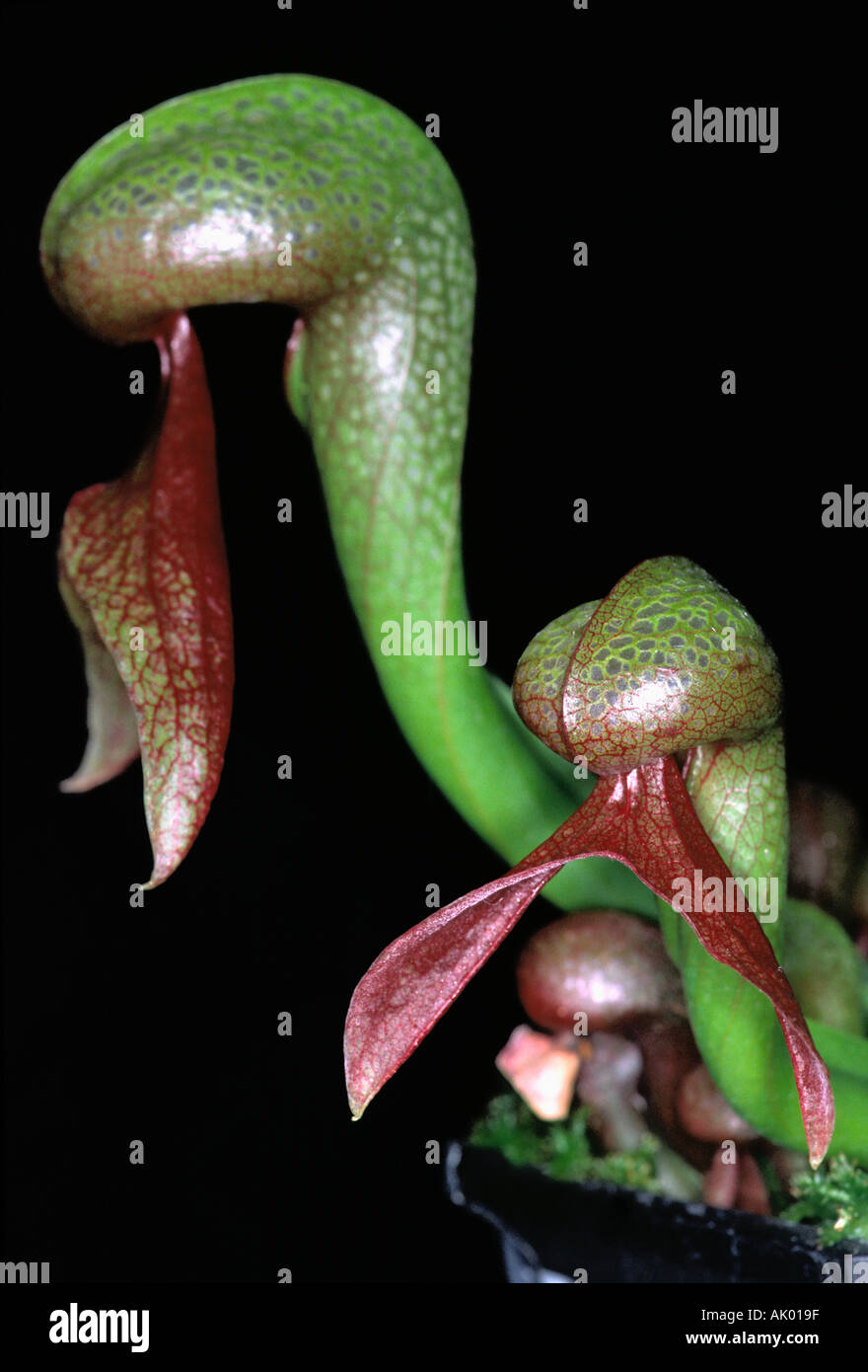 A specimen of the cobra pitcher plant Stock Photo - Alamy